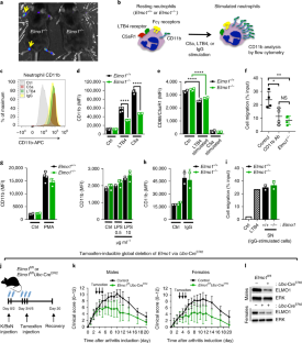A noncanonical role for the engulfment gene ELMO1 in neutrophils that ...