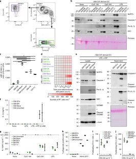 Macrophages, rather than DCs, are responsible for inflammasome activity ...
