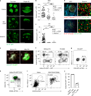 BCR affinity differentially regulates colonization of the subepithelial ...