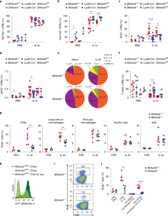 Bhlhe40 mediates tissue-specific control of macrophage proliferation in ...