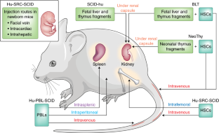 Humanized immune system mouse models: progress, challenges and opportunities | Nature Immunology