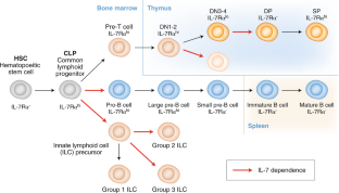 Flip the coin: IL-7 and IL-7R in health and disease | Nature Immunology