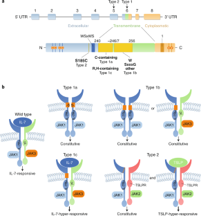 Flip the coin: IL-7 and IL-7R in health and disease | Nature Immunology