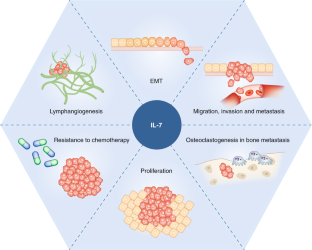 Flip the coin: IL-7 and IL-7R in health and disease | Nature Immunology