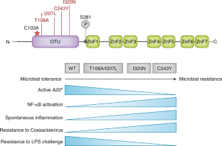 A20 phosphorylation controls A20 function | Nature Immunology