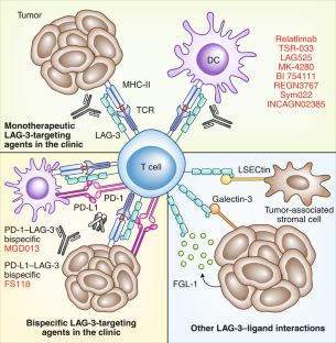 Inhibitory receptors and ligands beyond PD-1, PD-L1 and CTLA-4 ...