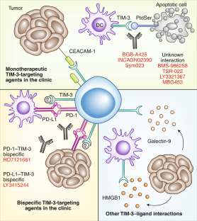Inhibitory receptors and ligands beyond PD-1, PD-L1 and CTLA-4 ...