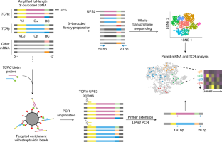 TCR sequencing paired with massively parallel 3′ RNA-seq reveals ...