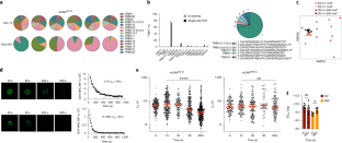 Reverse TCR repertoire evolution toward dominant low-affinity clones ...