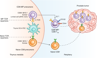 Forget ‘ME’ not virtual memory T cells | Nature Immunology
