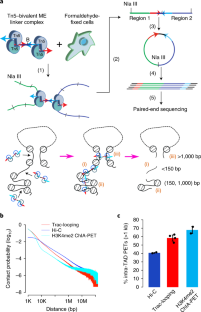 Trac-looping measures genome structure and chromatin accessibility ...
