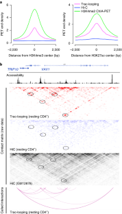 Trac-looping measures genome structure and chromatin accessibility ...