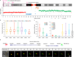 CRISPR-Sirius: RNA scaffolds for signal amplification in genome imaging ...