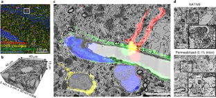 Nanobody immunostaining for correlated light and electron microscopy ...