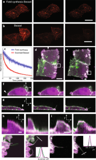 Universal light-sheet generation with field synthesis | Nature Methods