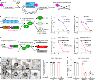 An efficient auxin-inducible degron system with low basal degradation ...