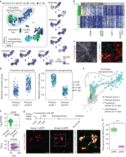 Direct pericyte-to-neuron reprogramming via unfolding of a neural stem ...