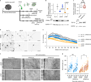 ALS-implicated protein TDP-43 sustains levels of STMN2, a mediator of ...