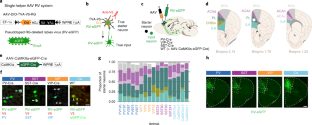 A whole-brain atlas of monosynaptic input targeting four different cell types in the medial ...