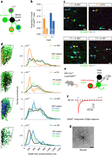 A whole-brain atlas of monosynaptic input targeting four different cell types in the medial ...