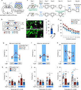 Distinct hippocampal engrams control extinction and relapse of fear ...