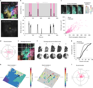 Accurate quantification of astrocyte and neurotransmitter fluorescence ...