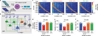 Breakdown of spatial coding and interneuron synchronization in epileptic mice | Nature Neuroscience