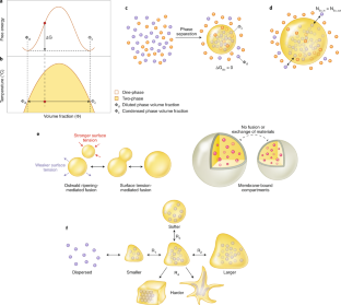 Phase separation at the synapse | Nature Neuroscience