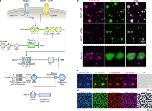 Phase separation at the synapse | Nature Neuroscience