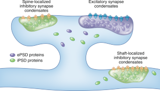 Phase separation at the synapse | Nature Neuroscience