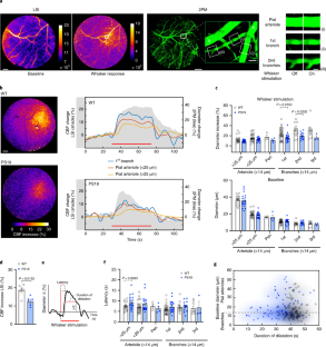 Tau induces PSD95–neuronal NOS uncoupling and neurovascular dysfunction ...