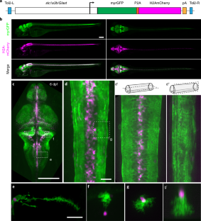 Live-imaging of astrocyte morphogenesis and function in zebrafish ...