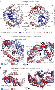 Histone octamer rearranges to adapt to DNA unwrapping | Nature ...