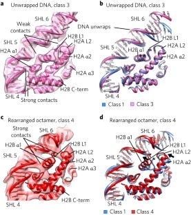 Histone octamer rearranges to adapt to DNA unwrapping | Nature ...