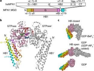Structural basis for GTP hydrolysis and conformational change of MFN1 ...