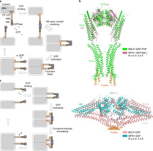 Structural basis for GTP hydrolysis and conformational change of MFN1 ...