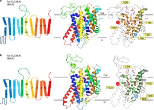 Crystal structure of arginine-bound lysosomal transporter SLC38A9 in ...