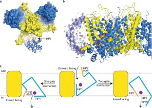 Cryo-EM structure of the human neutral amino acid transporter ASCT2 ...