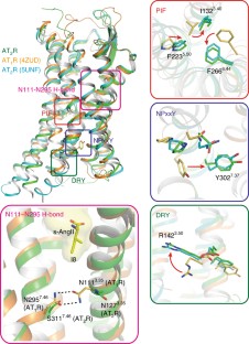 Crystal structure of the human angiotensin II type 2 receptor bound to ...