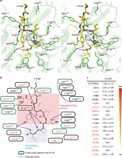 Crystal structure of the human angiotensin II type 2 receptor bound to ...