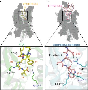 Crystal structure of the human angiotensin II type 2 receptor bound to ...