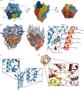 Structure of the core of the type III secretion system export apparatus ...
