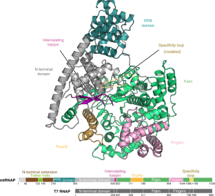 Structural basis of mitochondrial transcription | Nature Structural ...