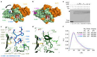 XLF and APLF bind Ku80 at two remote sites to ensure DNA repair by non ...