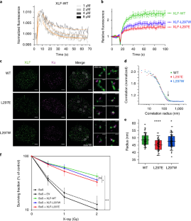XLF and APLF bind Ku80 at two remote sites to ensure DNA repair by non ...