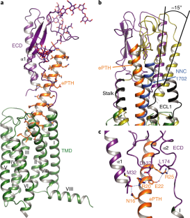 High-resolution crystal structure of parathyroid hormone 1 receptor in ...