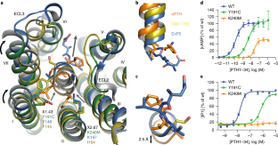 High-resolution crystal structure of parathyroid hormone 1 receptor in ...