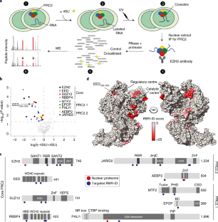 RNA exploits an exposed regulatory site to inhibit the enzymatic ...