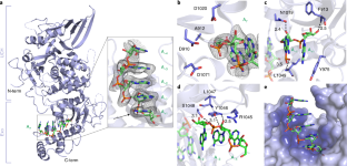 The intrinsic structure of poly(A) RNA determines the specificity of ...