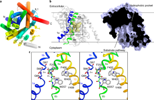 Cryo-EM structure of the human L-type amino acid transporter 1 in ...